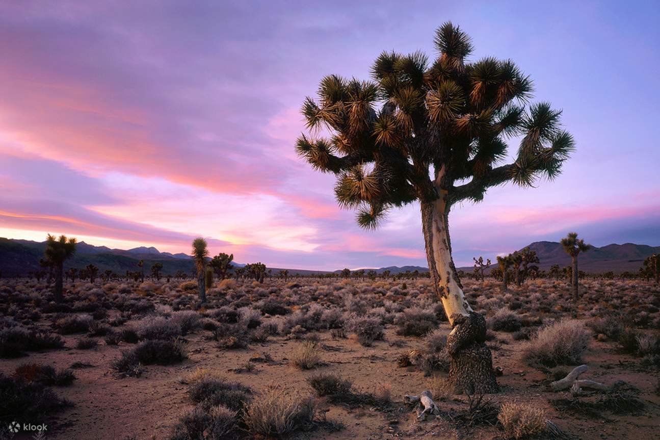 Los Angeles Round Trip | Joshua Tree National Park One-Day Independent ...