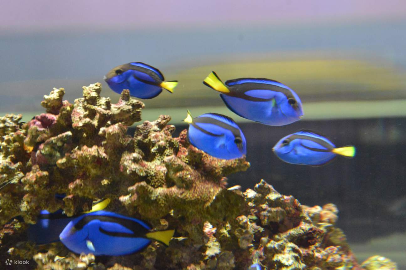 Interact with Majestic Animals in this NIFREL Interactive Aquazoo E ...