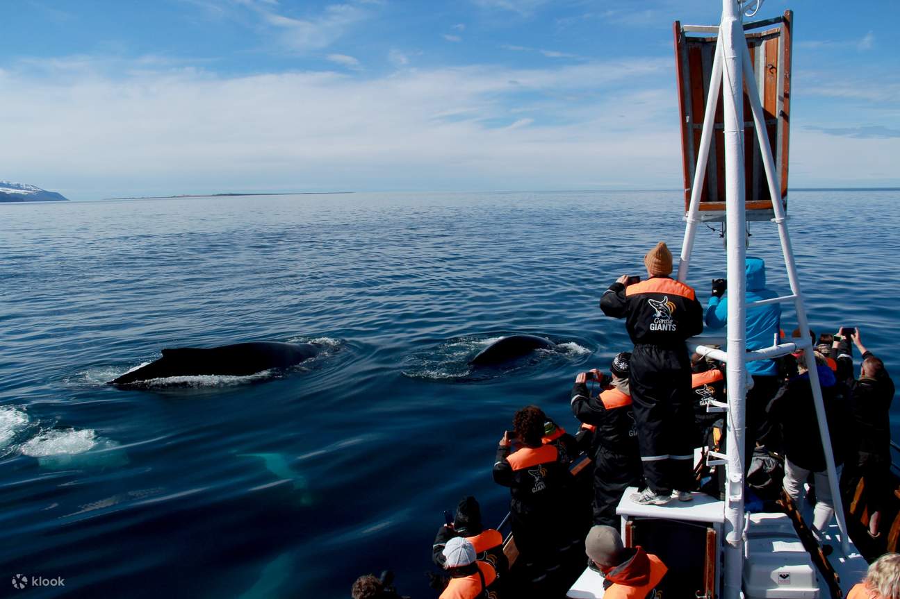 Whale Watching Experience from Husavik - Klook United Kingdom