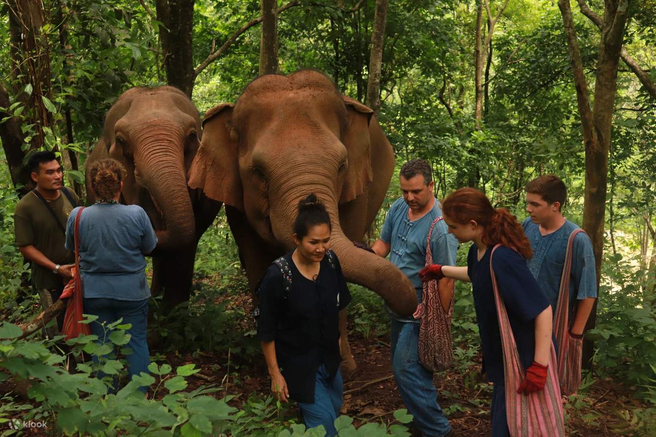 Join In Trek Waterfall, Elephant Sanctuary And Water Rafting in Chiang ...