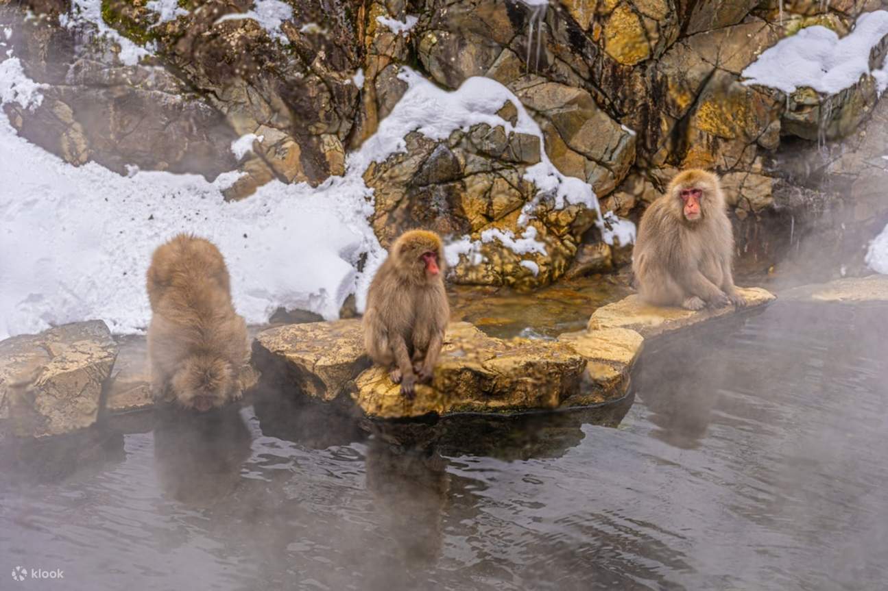 Jigokudani Monkey Park & Zenkoji Temple Private Day Trip - Klook United ...