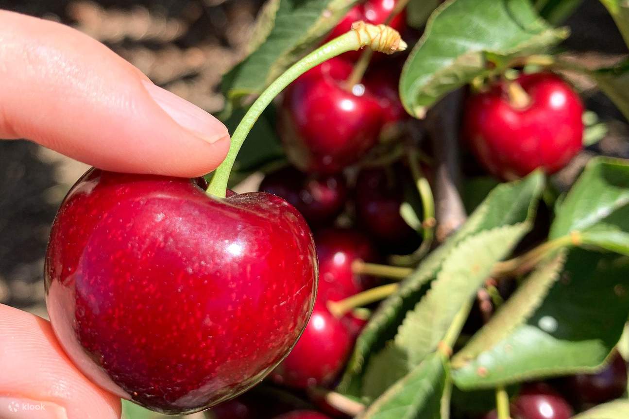 Cherry-Picking Coldstream - Klook Singapore