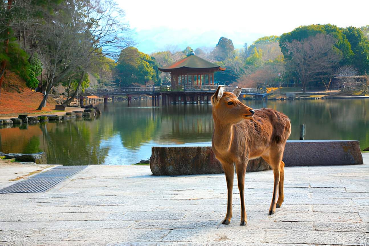 Kyoto and Nara Guided Day Trip (Departure from Osaka/Kyoto) - Klook ...