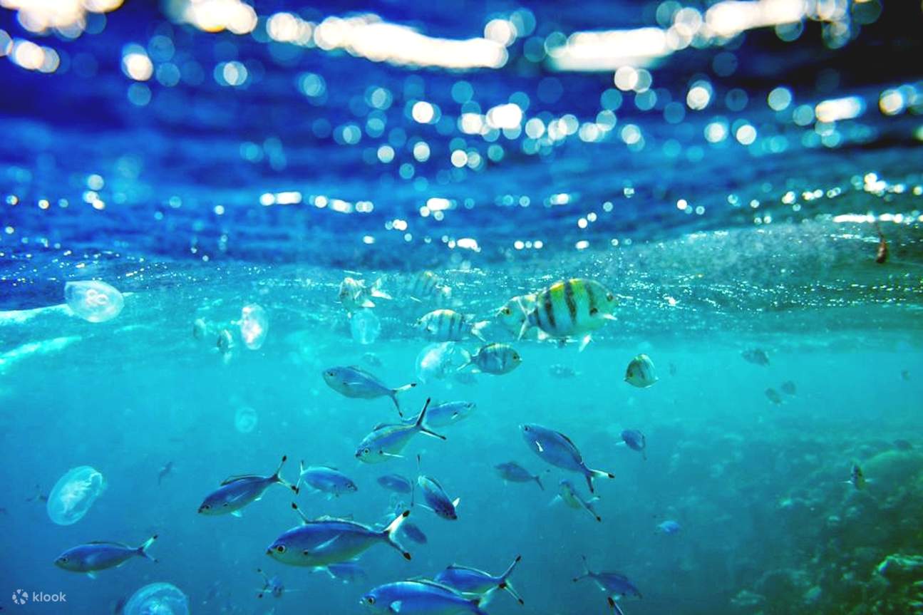 Discover the Beauty of Magawish Island: Boat Trip from Hurghada with ...