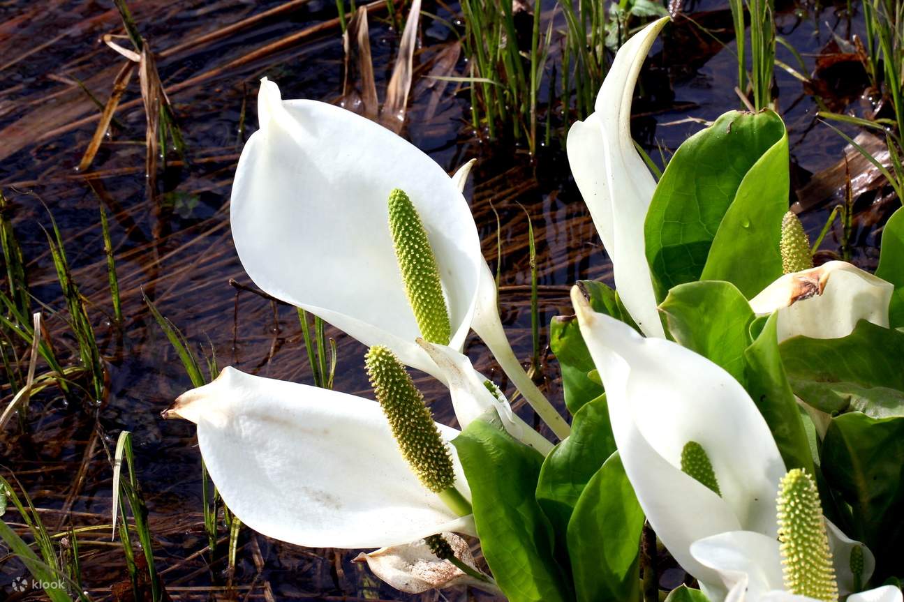 [Gunma Scenic Hiking Tour] Japan's Largest Plateau Wetland "Oze-no-hara ...
