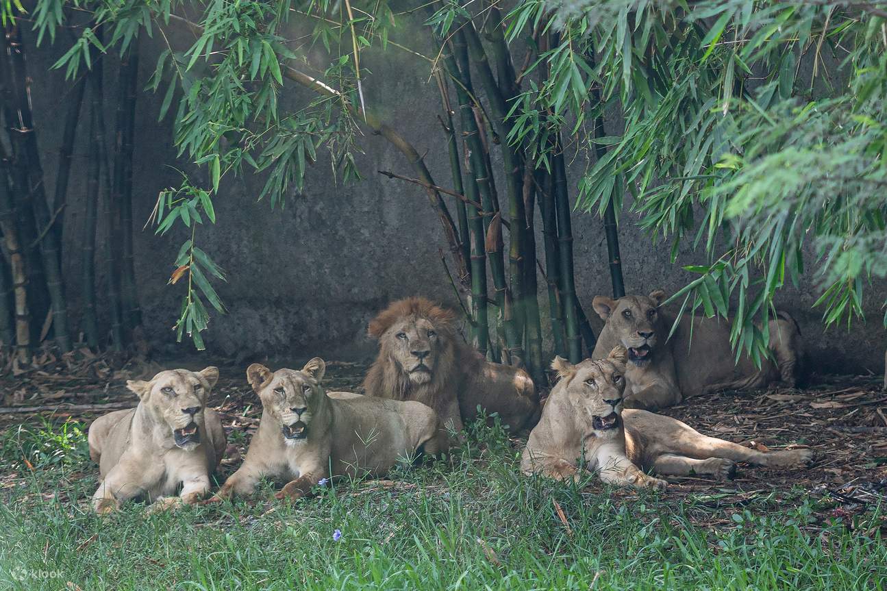 Bangkok Safari World Shared and Private Transfers Service Tour - Klook Bangkok Safari World Shared and Private Transfers Service Tour - Klook
