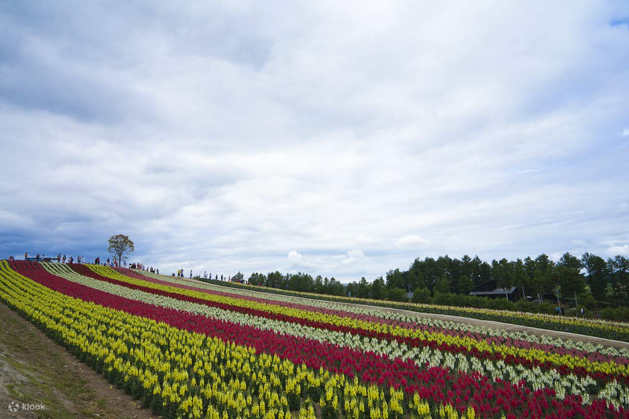Hokkaido | Biei & Furano & Aoike Colorful Flower Fields One Day Tour ...