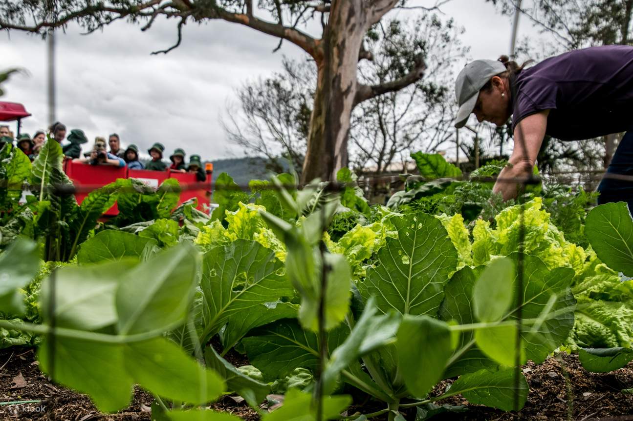 Farm Animals and Tour in Brisbane - Klook