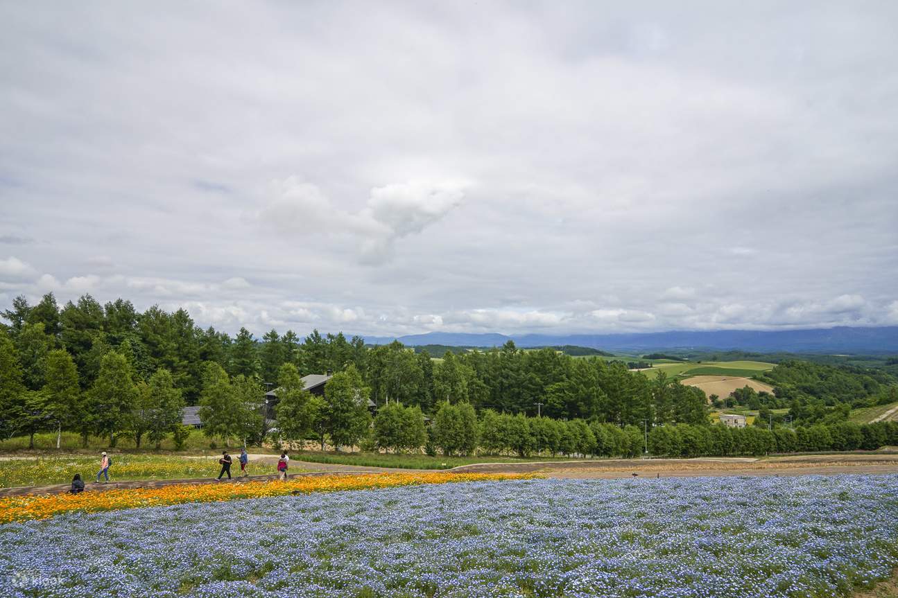 Hokkaido | Tur Satu Hari di Ladang Bunga Berwarna-warni Biei & Furano ...