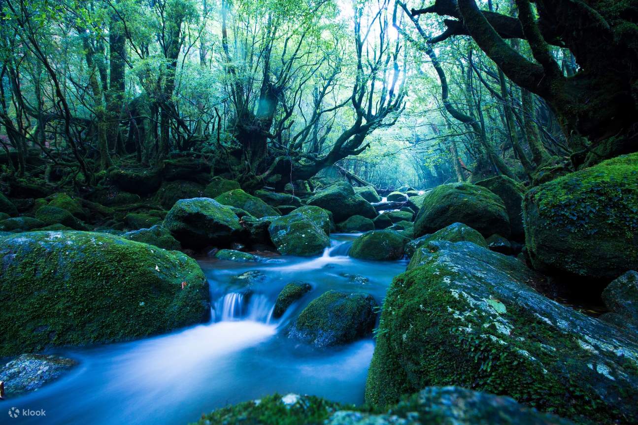 Yakushima Private Island Sights Tour with ENG Speaking Guide - Klook ...