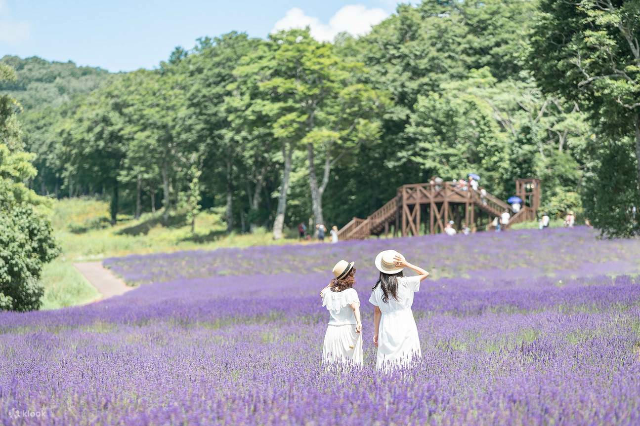 Tur 2 Hari ke Festival Kembang Api Nagaoka, Taman Lavender Tamara ...