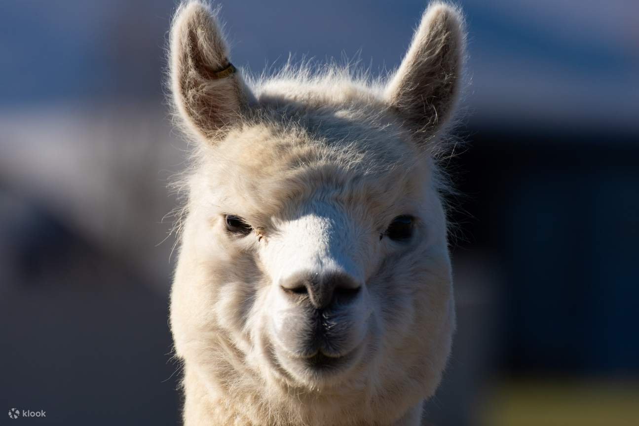 Lawatan Ladang Tasik Tekapo - Klook Amerika Syarikat
