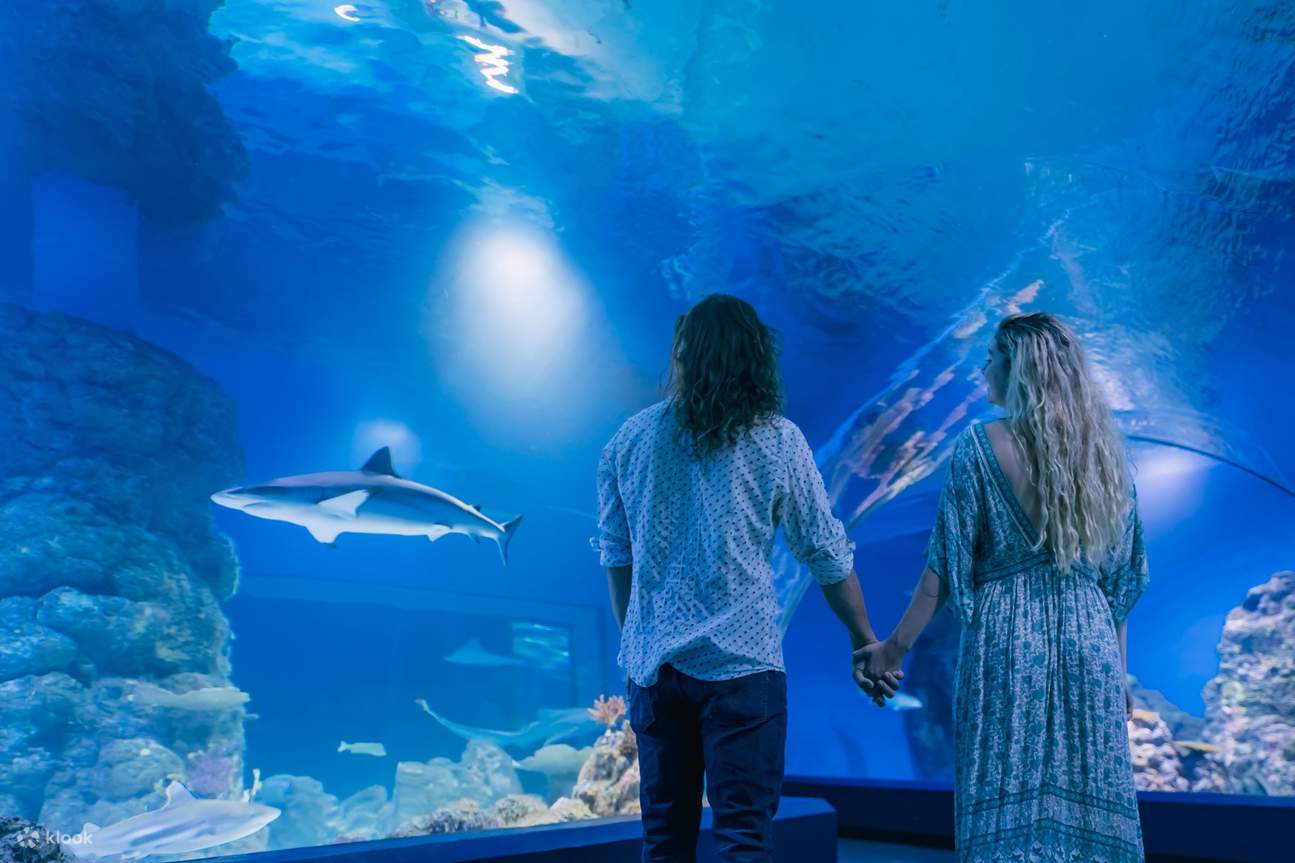水族館暮光之旅（含晚餐） Klook 客路
