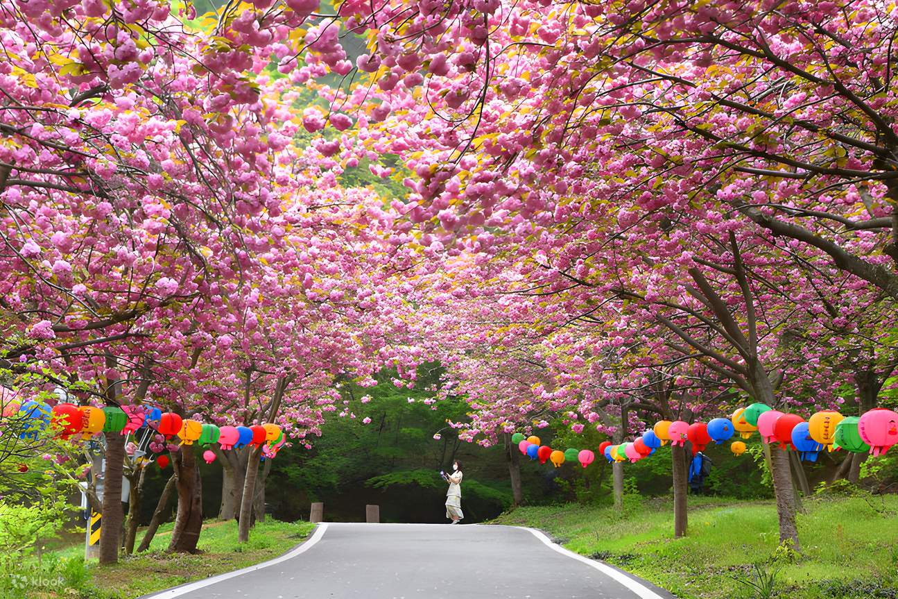 Cherry Blossom Suwon Hwaseong Fortress Tour from Seoul - Klook