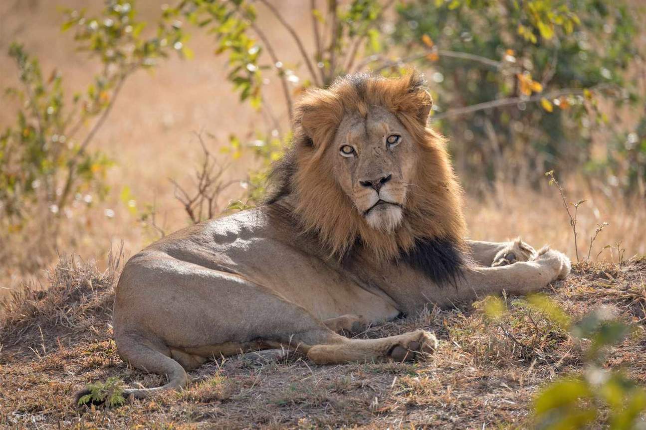 Experience the Magic of Masai Mara, Lake Nakuru, and Lake Naivasha on a ...