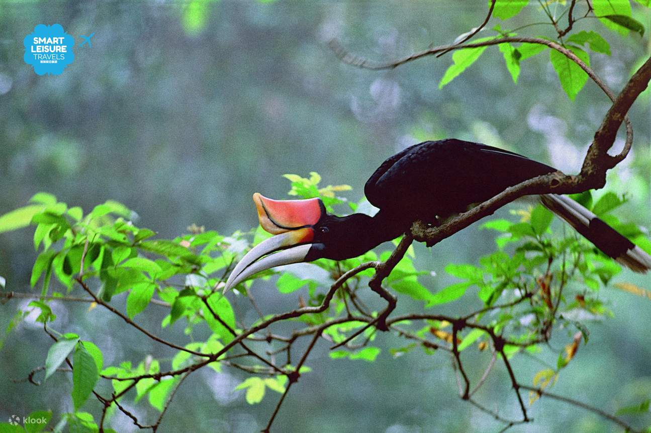 Explore la naturaleza salvaje de Borneo con la excursión de un día al ...