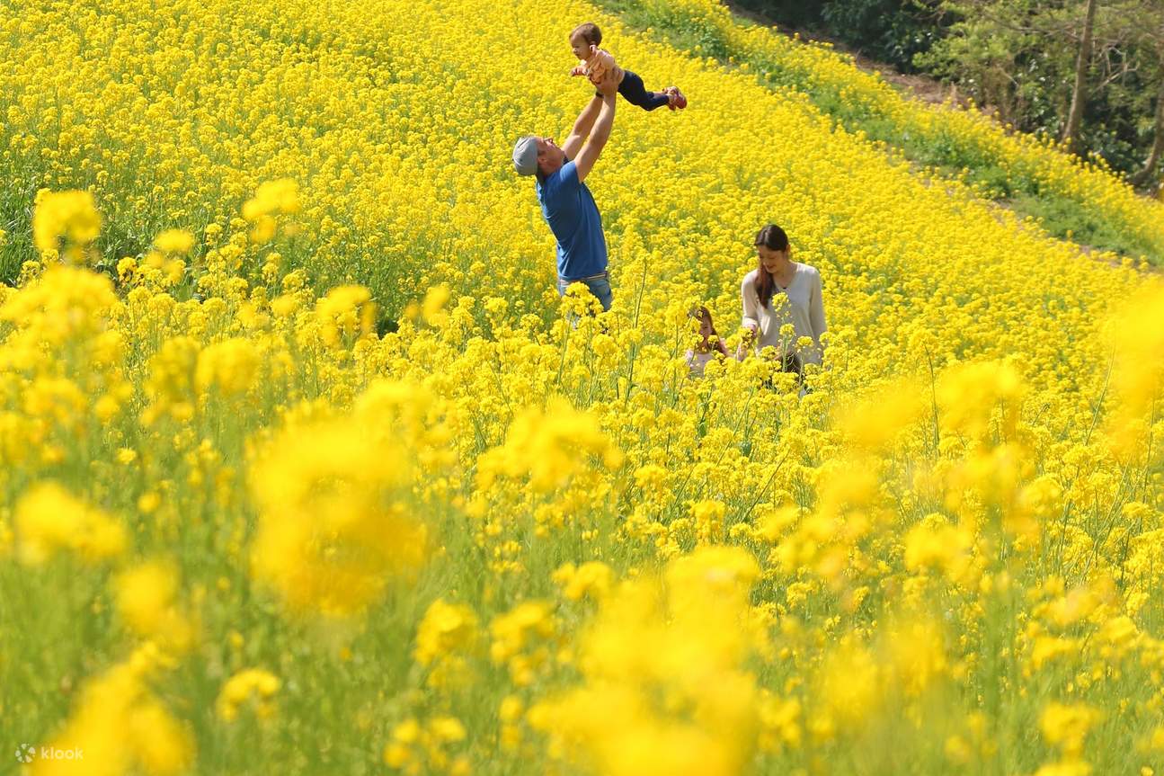 Tur Satu Hari Bus Chiba: Rapeseed Flower Sea Railway "Kominato Railway ...