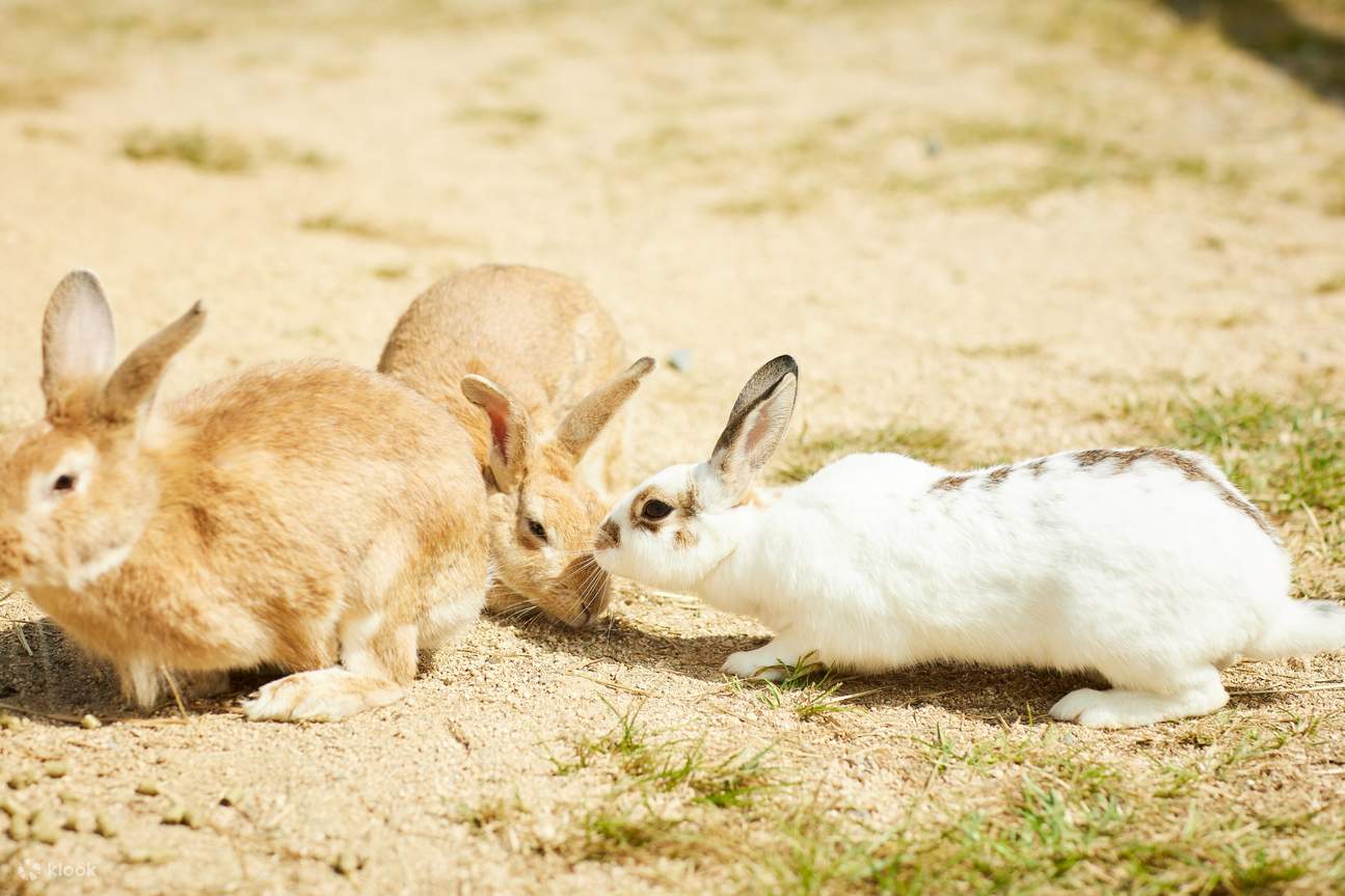 Sama seperti Italia! Kirakirasaka + Taman Hutan Okayama Hutan Jerman ...