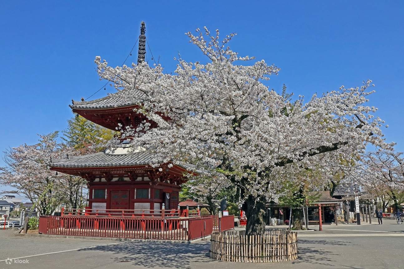Tokyo, Koedo Kawagoe, Japan's Award-winning Strawberry Picking Day Tour ...