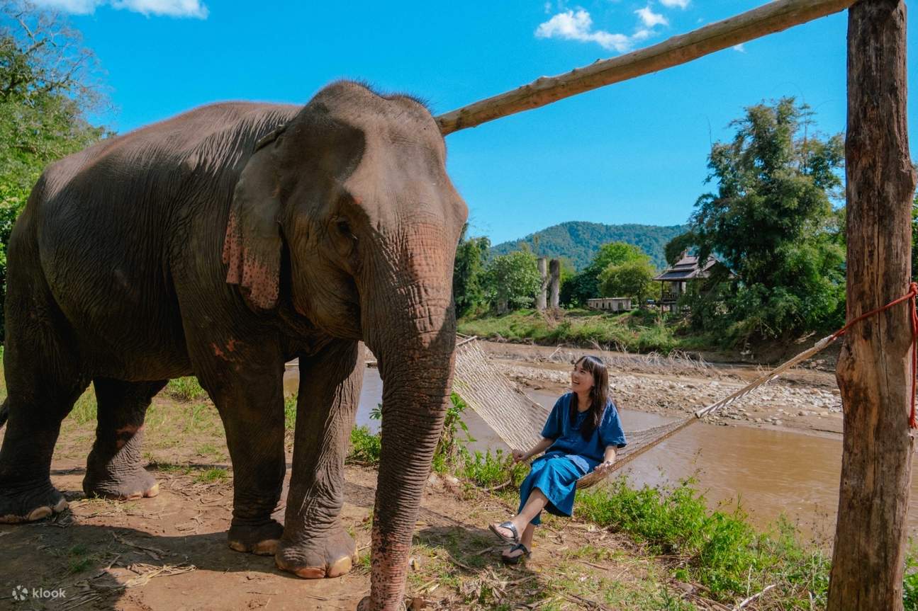 Elephant Play, ATV Experience, and White Water Rafting in Chiang Mai ...