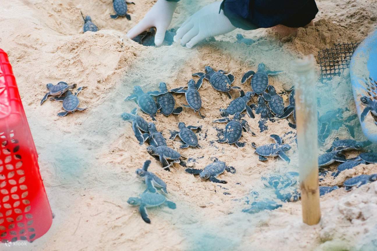 Tour zur Insel Bay Canh und zur Insel Tai in Con Dao; Schildkröten ...