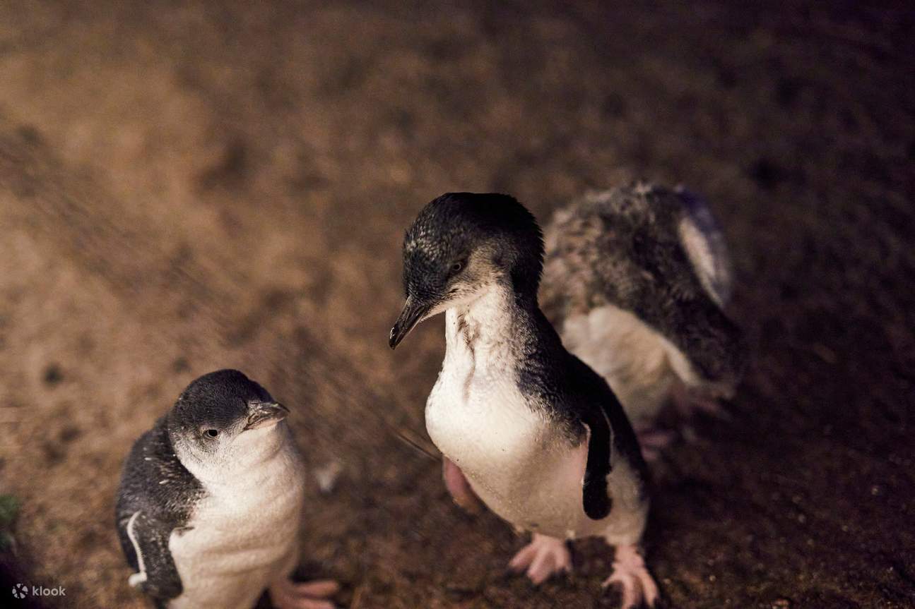 Pinguinparade, Maru Koala Animal Park & Brighton Bathing Boxes - Klook, Vereinigte Staaten