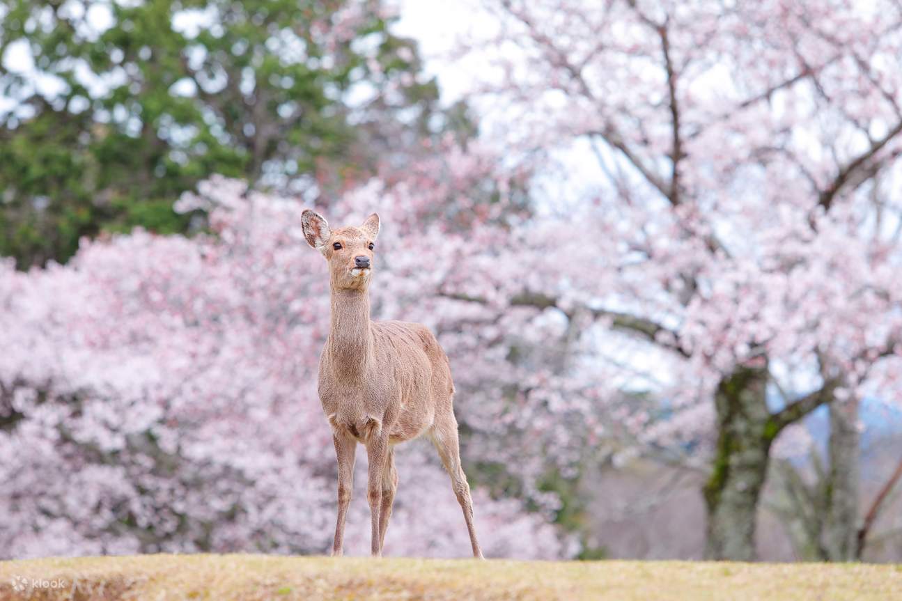 Nara park, Todaiji, and Mt. Yoshino One Day Bus Tour with Cherry ...