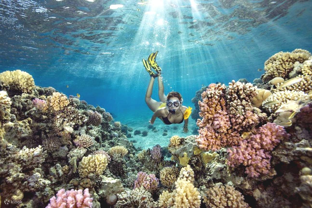 Discover the Majestic Dolphins of the Red Sea: Hurghada Dolphin ...