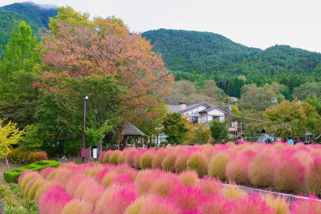Mount Fuji Arakurayama Park Oshino Hakkai Kawaguchiko Bus Tour from ...