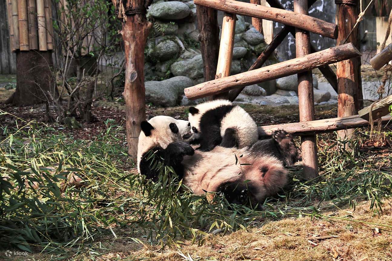 Chengdu Research Base of Giant Panda Breeding Half-Day Tour + Bilingual ...