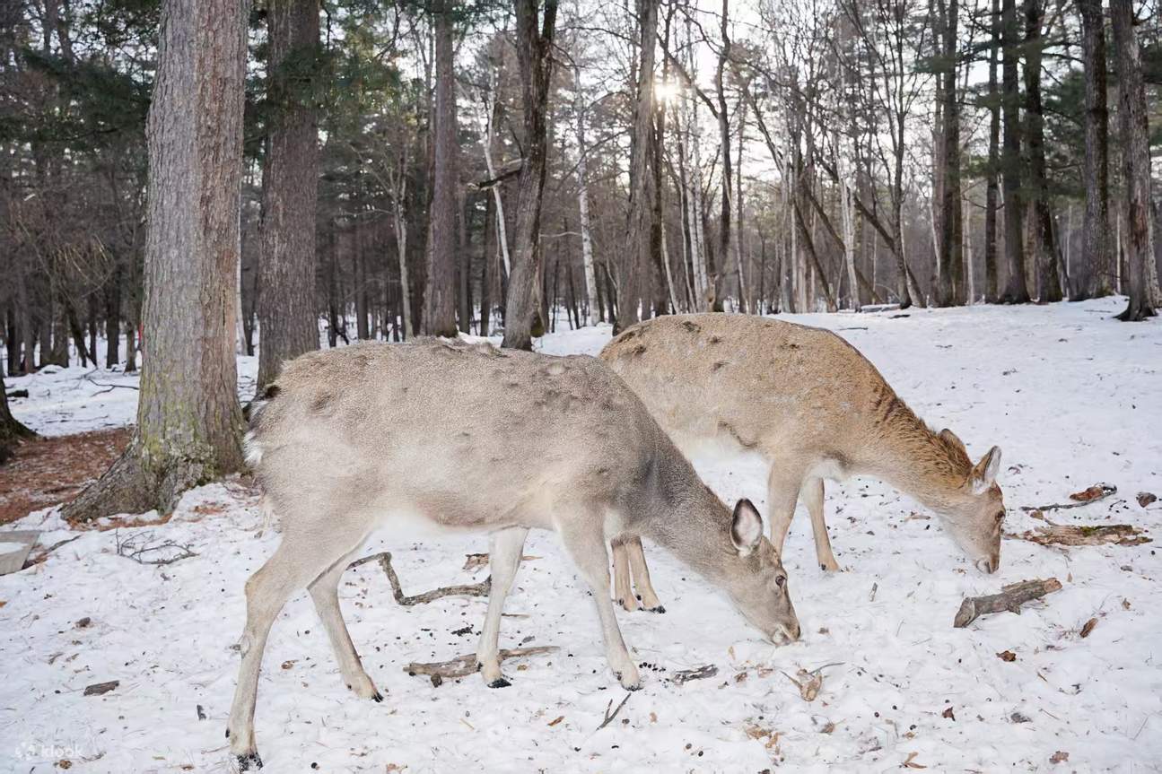 9-Day Luxury Train Tour of Harbin Mohe Arctic Village Jilin Rime Island ...
