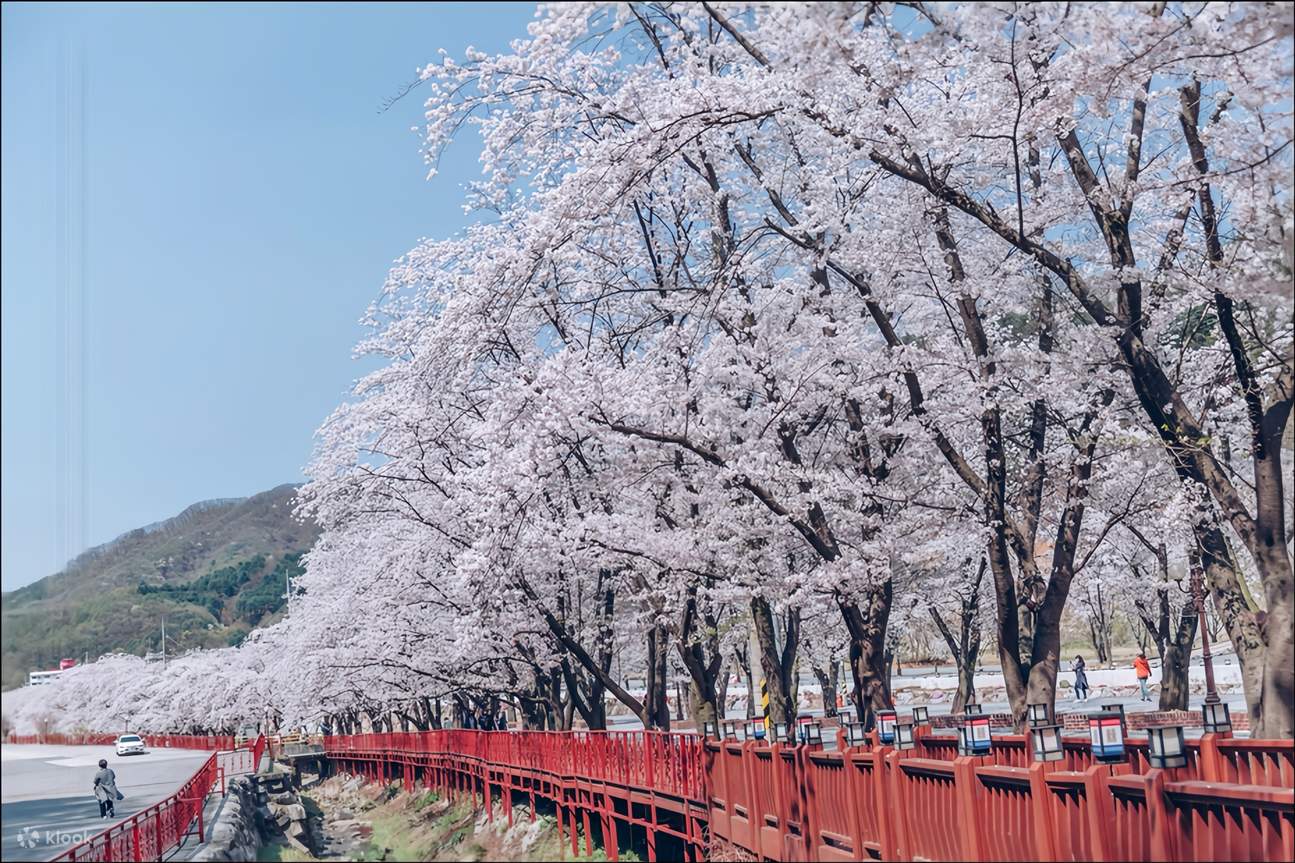 Nami Island/Alpaca World/Rail Bike/Begonia Bird Park/Cherry Blossoms - Klook Россия