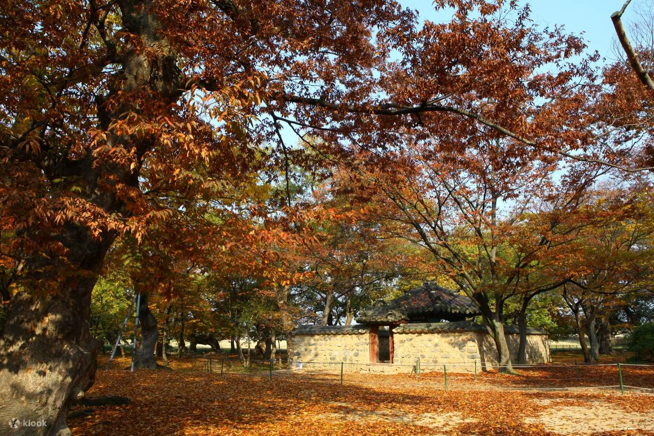 Memorable Autumn Foliage Day Tour from Busan - Klook Hong Kong