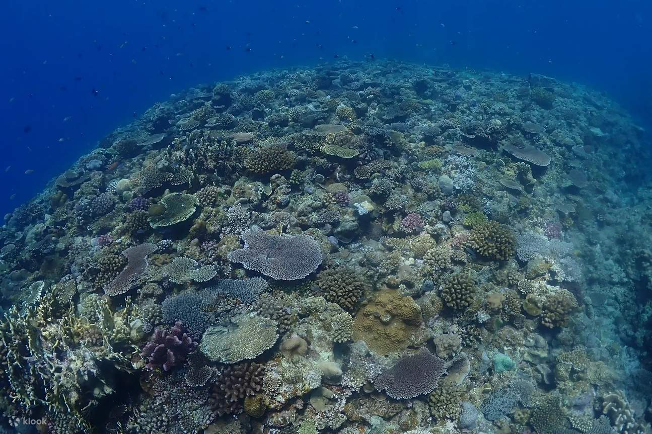 Coral Planting Scuba Diving Experience in Onna, Japan - Klook Malaysia