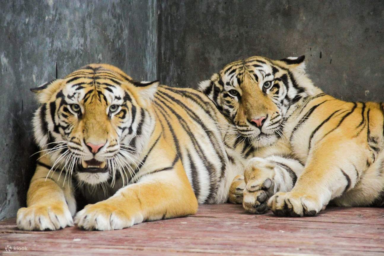 Tiket Lembang Park & Zoo di Bandung - Klook Indonesia