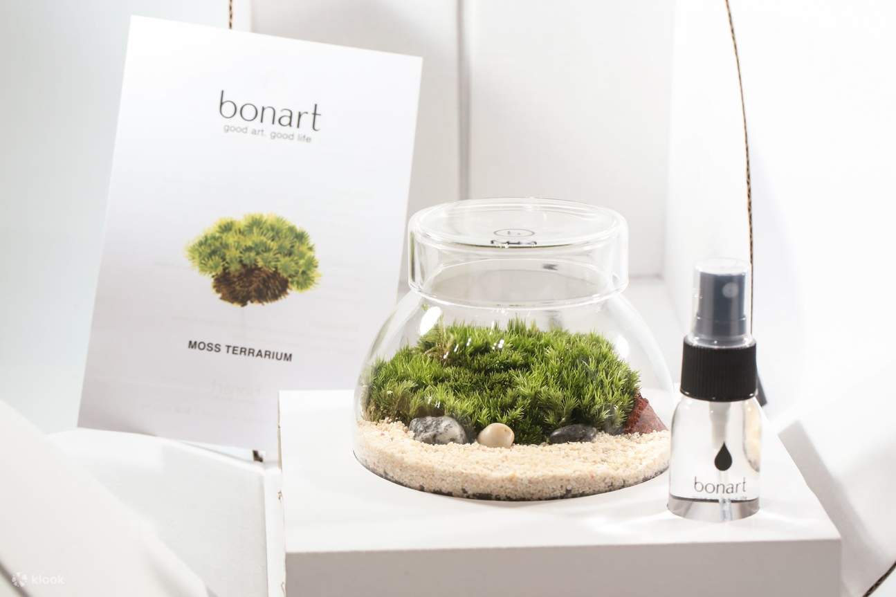 Bonart - Moss Terrarium | Succulent Terrarium | Kokedama | Mounted Fern ...