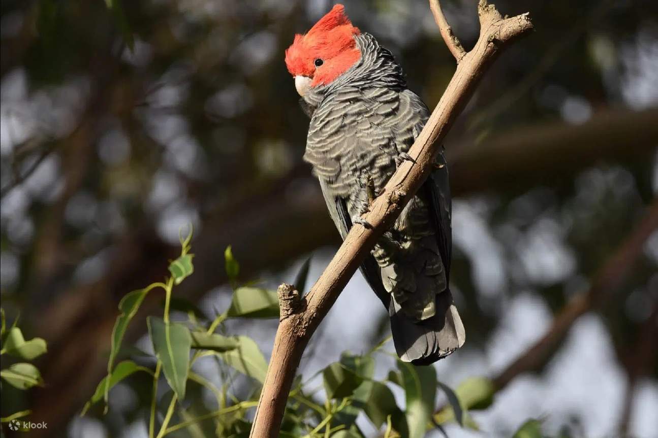 Wildlife Walking Tour from Canberra - Klook Australia