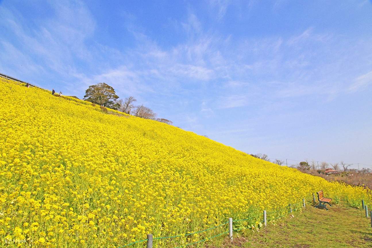 Sakuma Reservoir "Kawazuzakura" & Mother Ranch & Suzaki Shrine One-Day ...