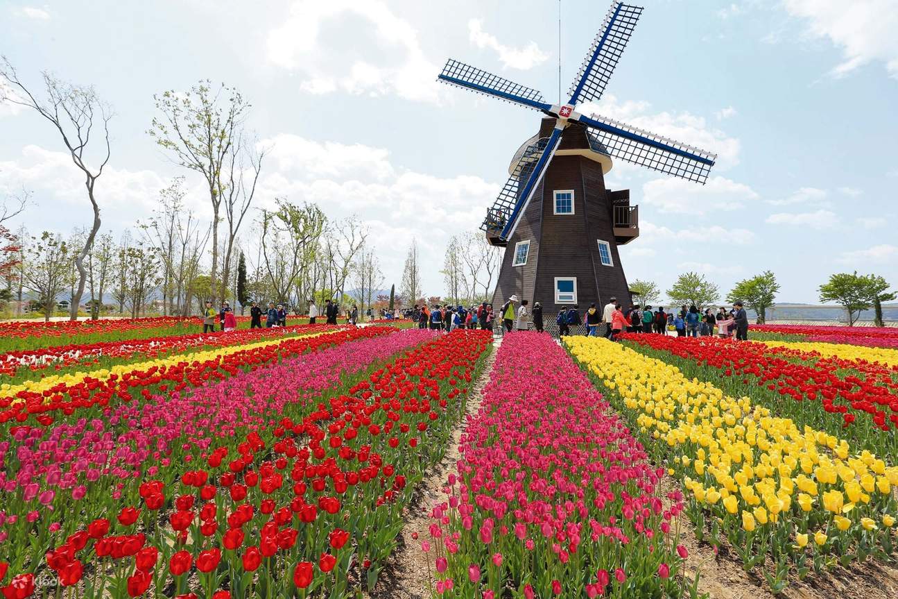 Suncheon Bay National Garden & Suncheon Open Film Set Day Trip from ...