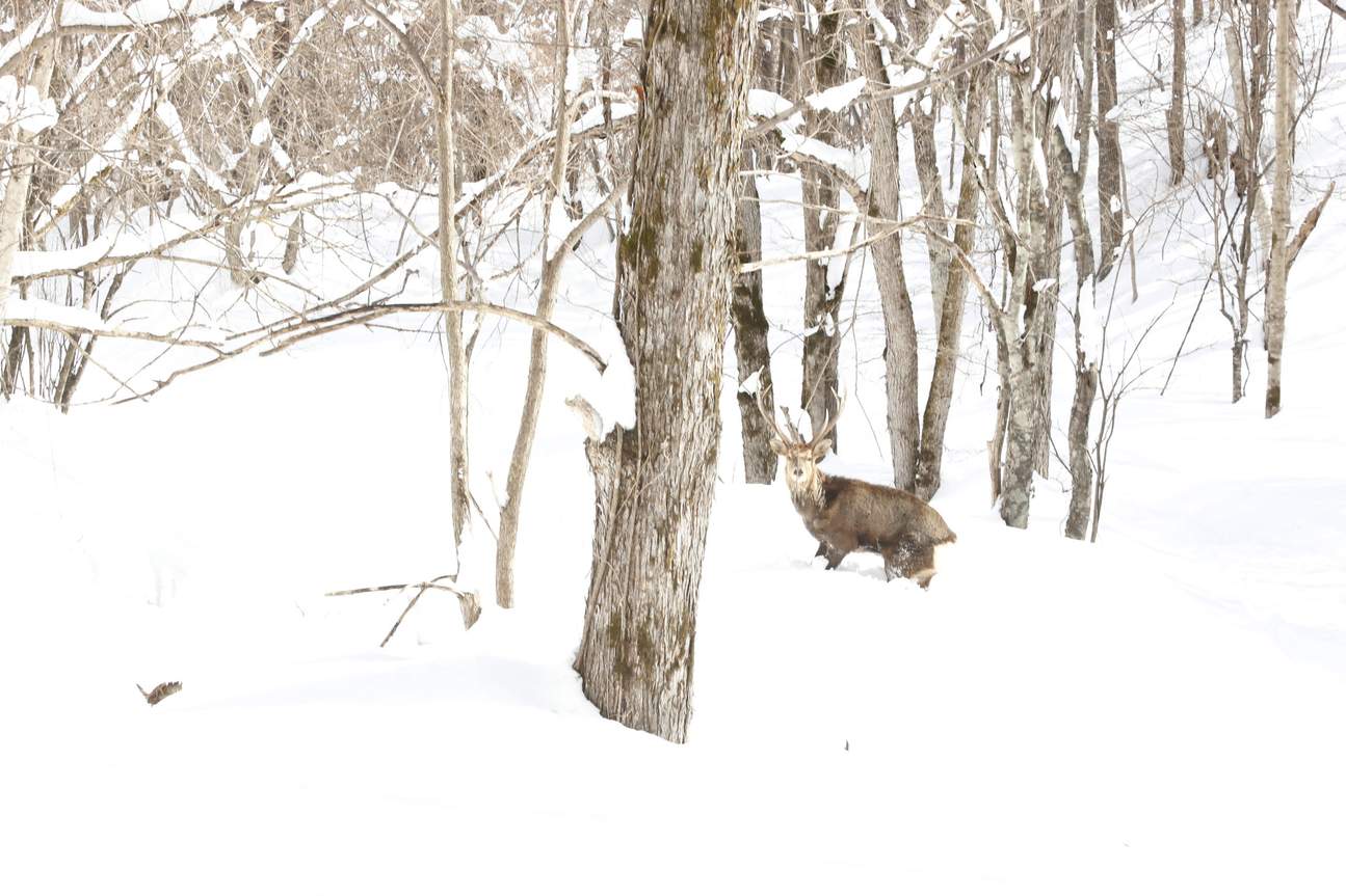 Hokkaido Sapporo Snowmobile Land Experience: Morning Skiing + BBQ Lunch ...