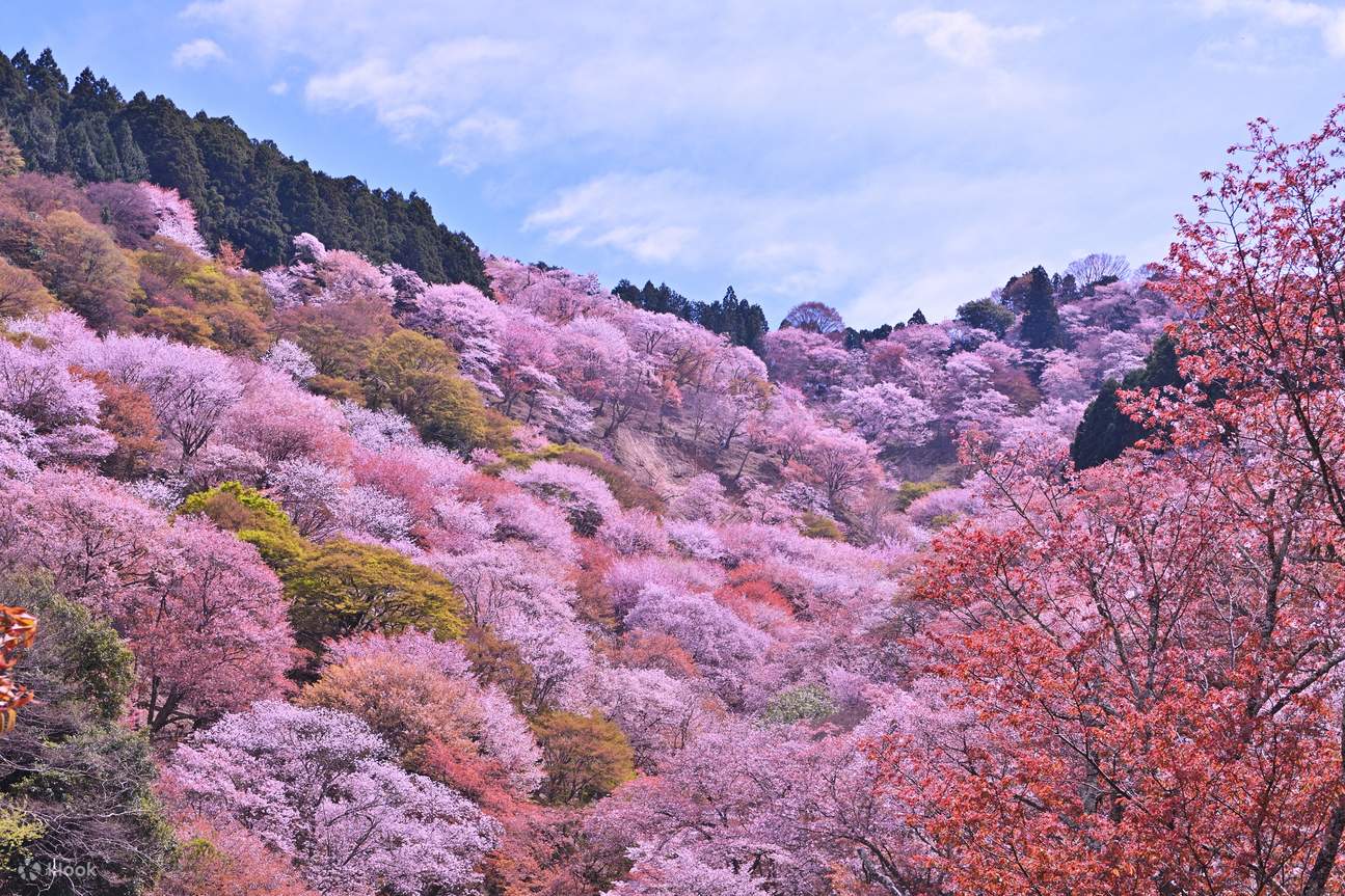 Tsubosakadera Temple, Mt. Yoshinosan, and Strawberry Picking Join In ...