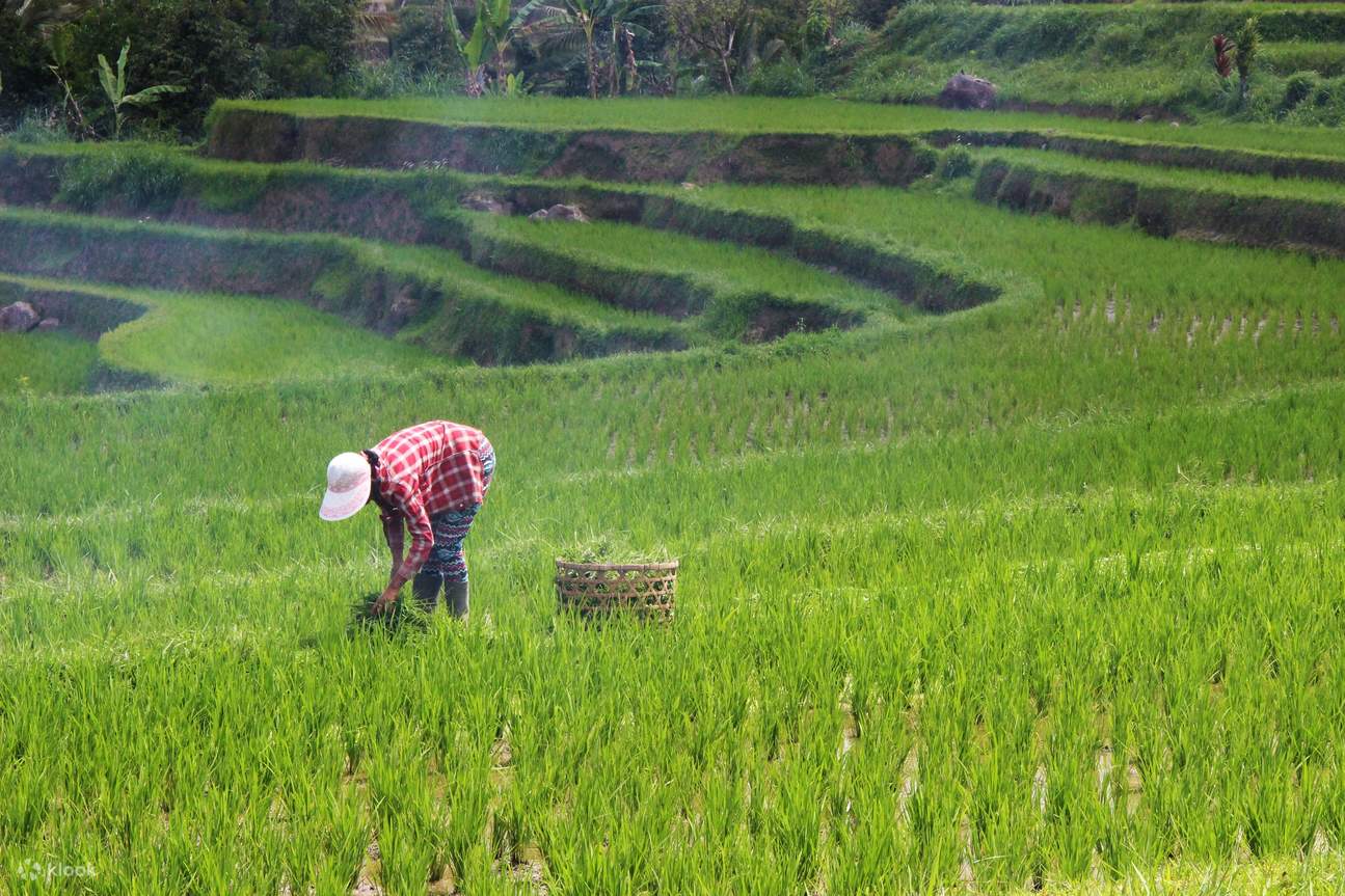 Lawatan Sehari Tapak Warisan UNESCO Persendirian Bali di Indonesia ...