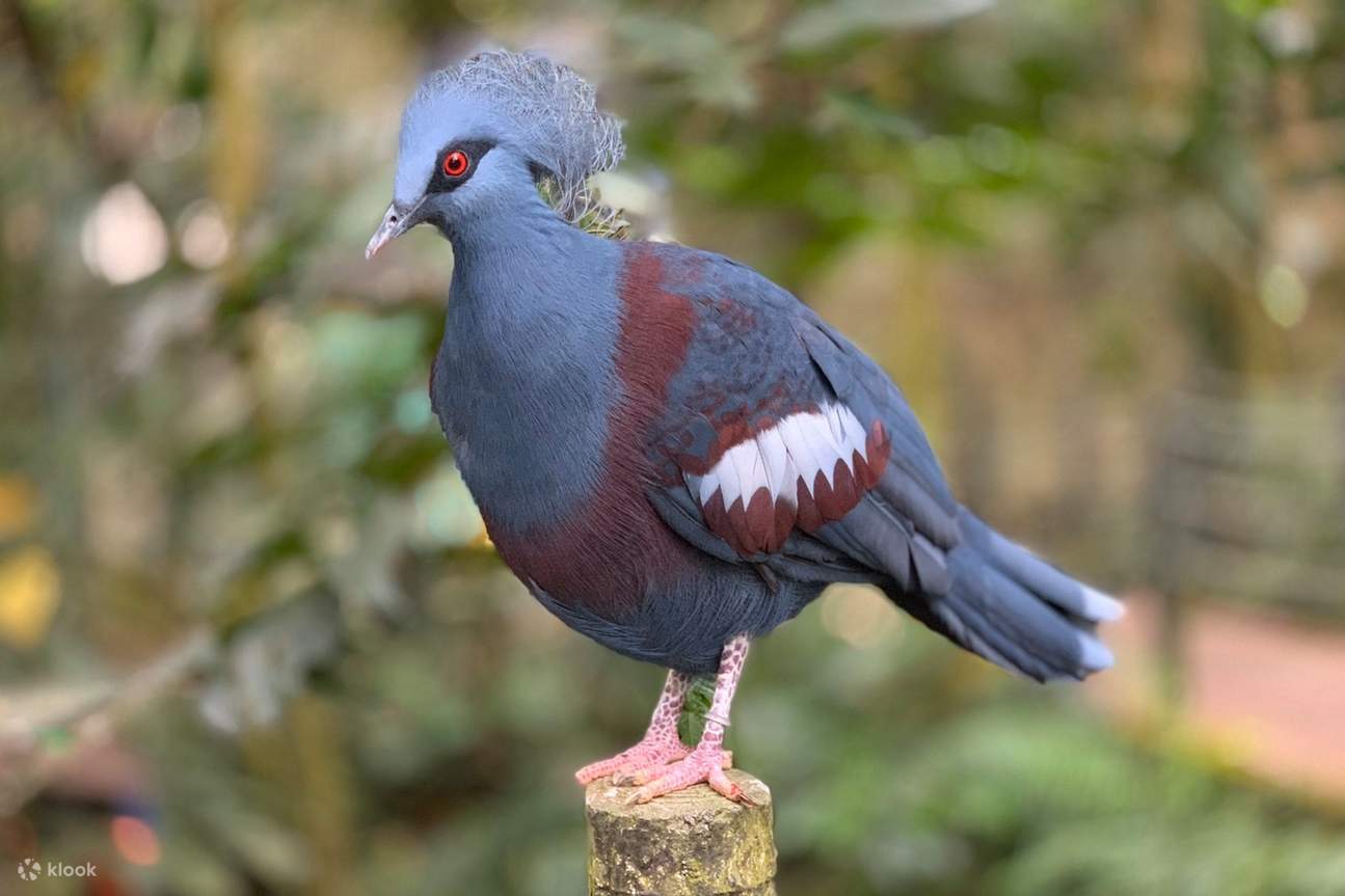 National Museum of Natural Science in Nantou Phoenix Valley Bird Park ...