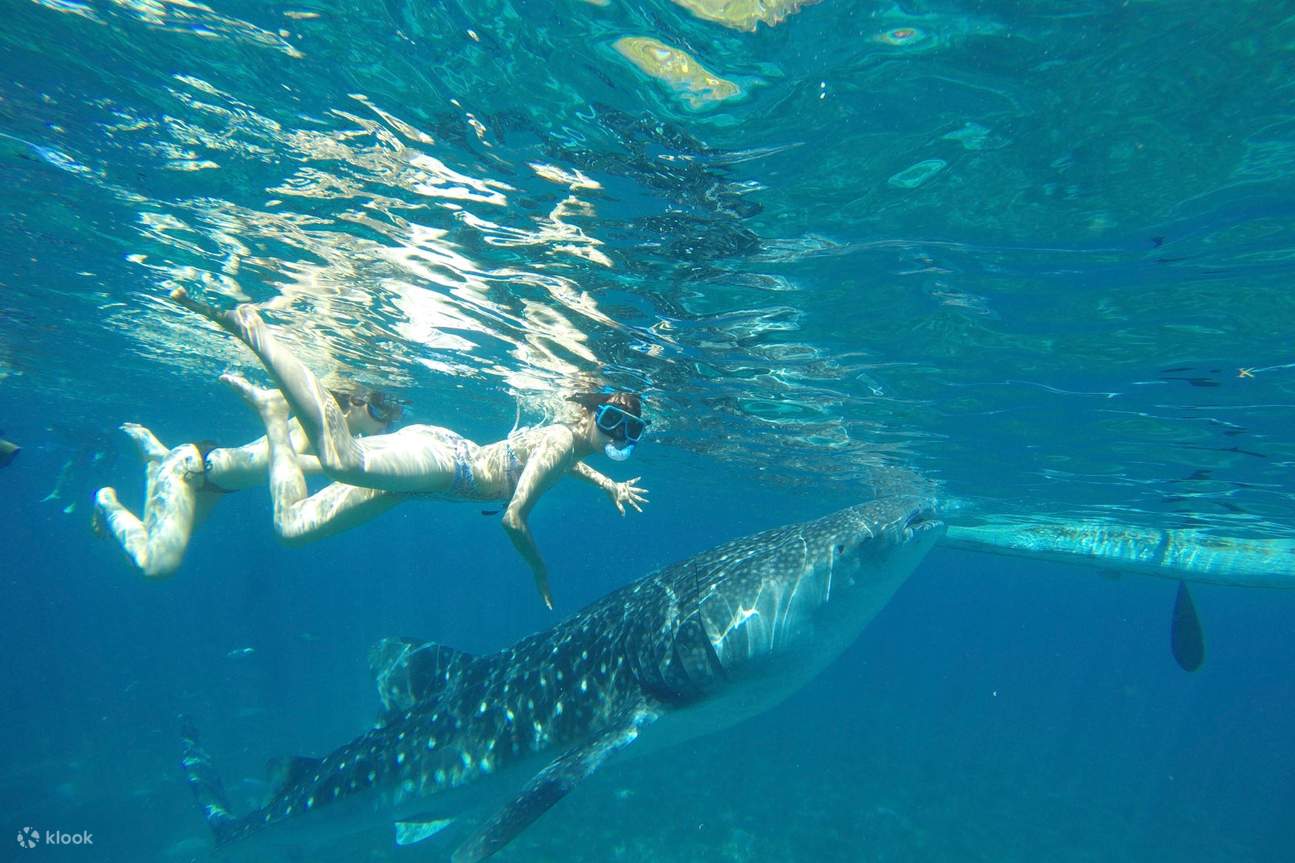 Whale Shark Snorkeling & Sumilon Island Hopping Tour in Cebu - Klook ...