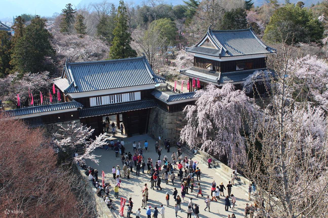 Hakuba Tsugaike Snow Wall & Shinshu's 2 Best Cherry Blossom Spots in ...
