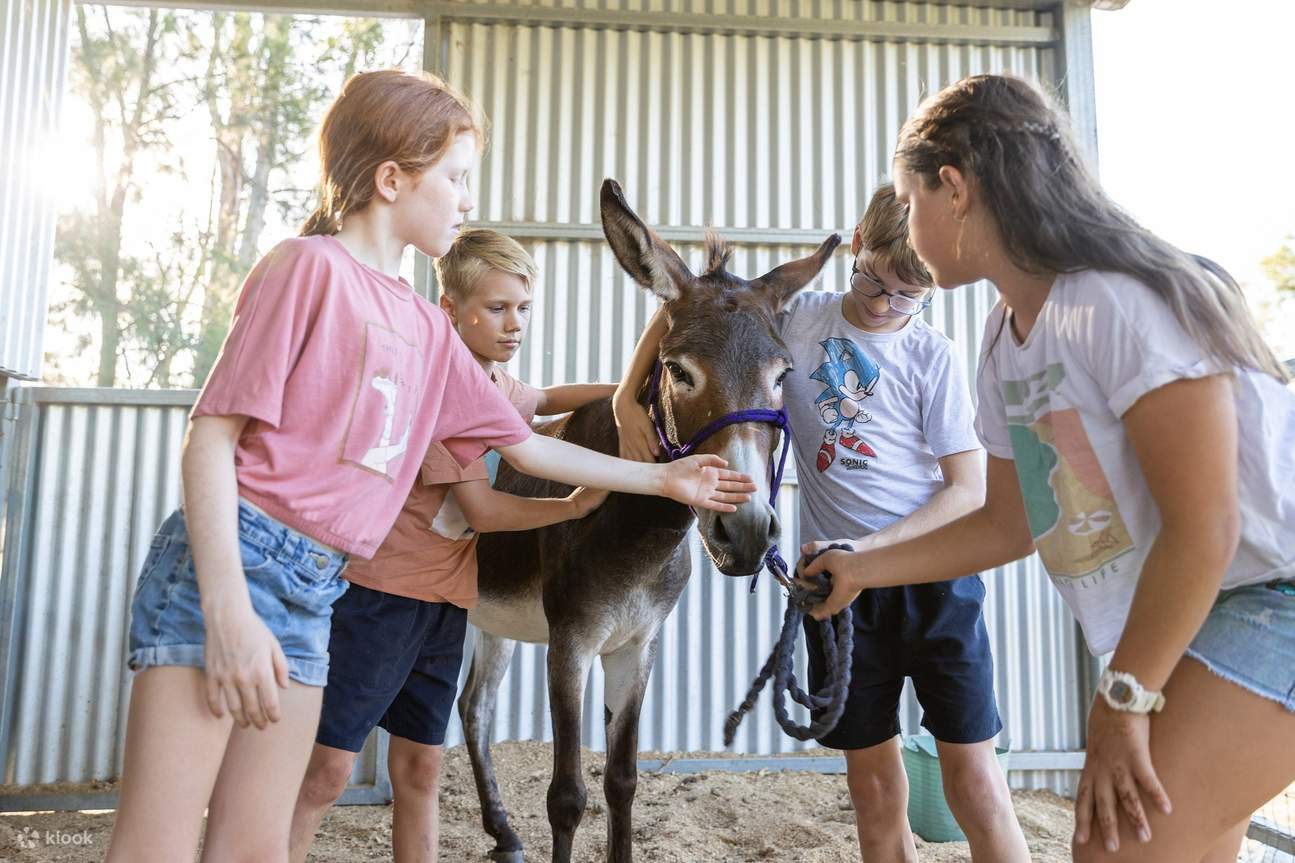 Farm Animals and Tour in Brisbane - Klook
