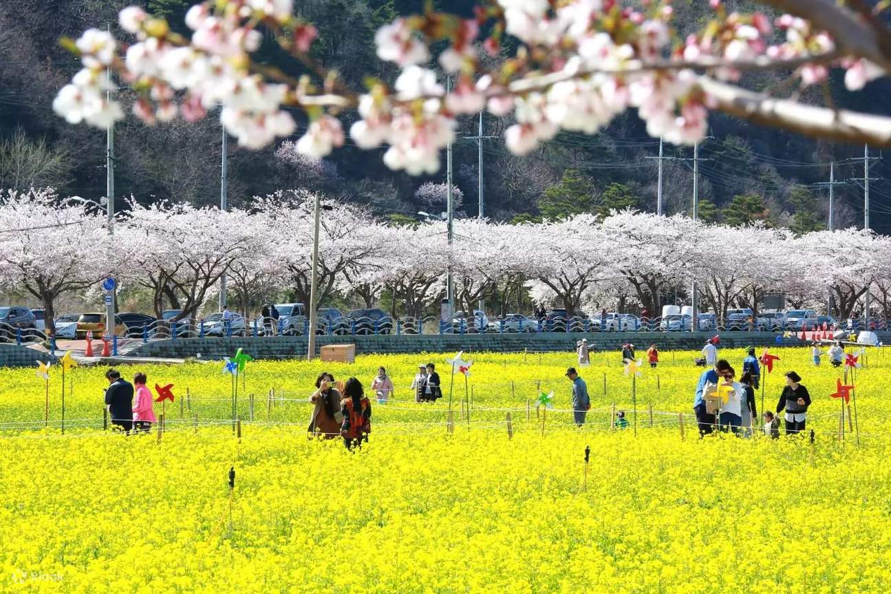 Samcheok Maengbang Canola Flower&Ocean rail bike+Donghae Day Tour - Klook