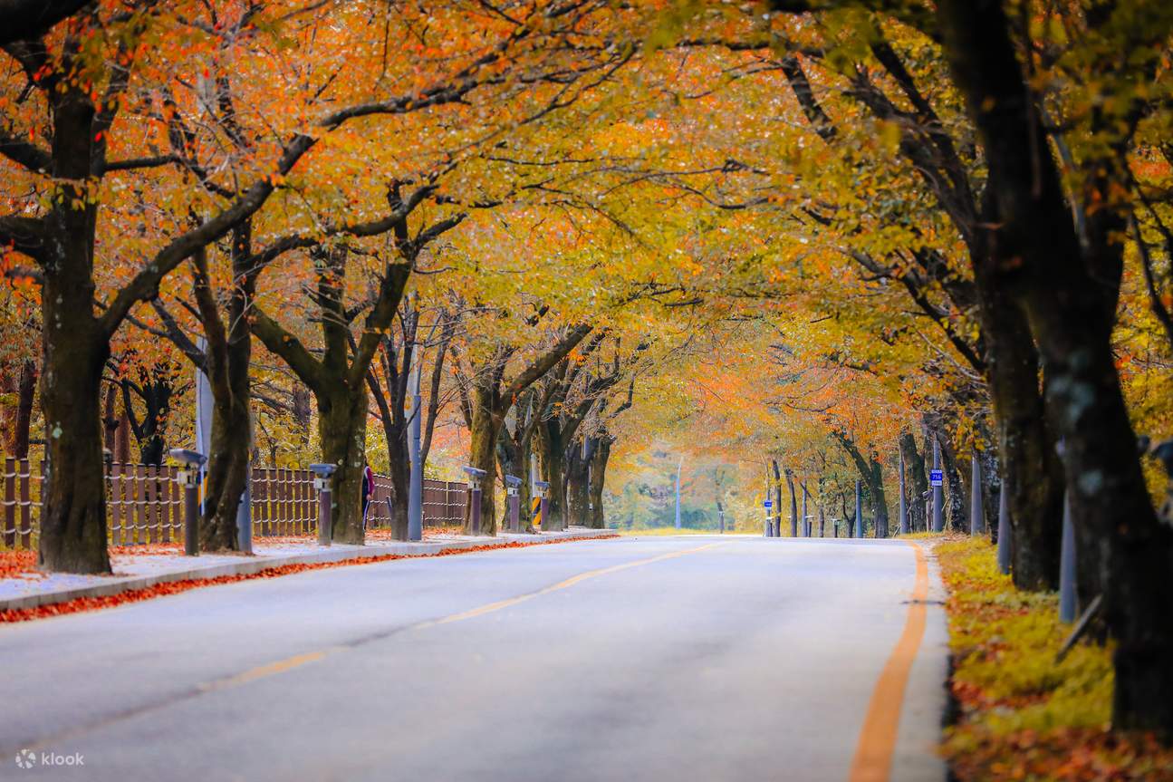 Mt. Seorak & The Tallest Ginko Tree at Yongmunsa - Klook United States