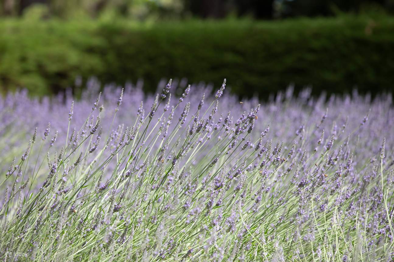 Ashcombe Maze & Lavender Gardens ticket - Klook