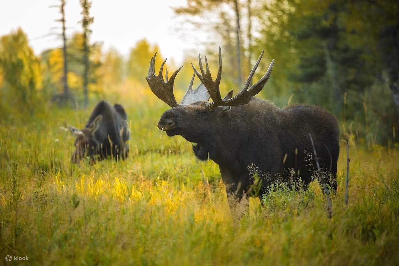 Nighttime Wild Moose Watching Experience in Rovaniemi - Klook